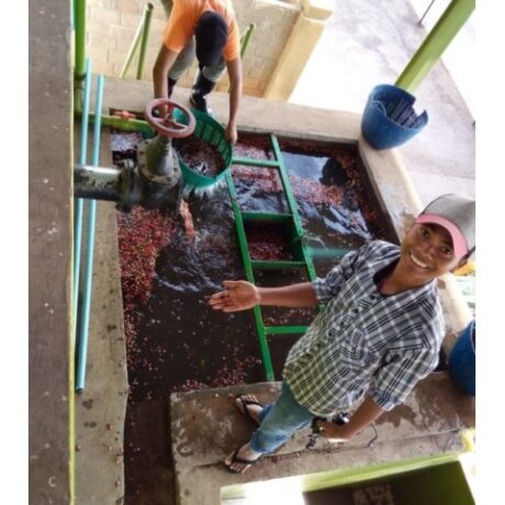 Myanmar Ywangan Specialty Coffee - Sithar Coffee Co - Green Bean ...