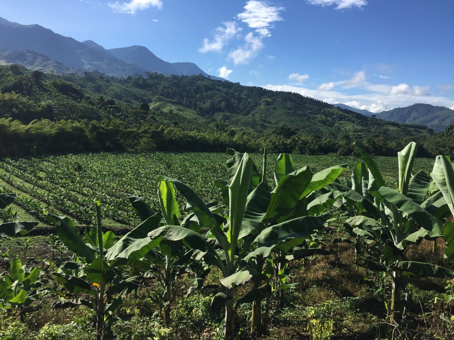 Colombia Guayata Boyacá Region - Green Bean Roasters - Melbourne