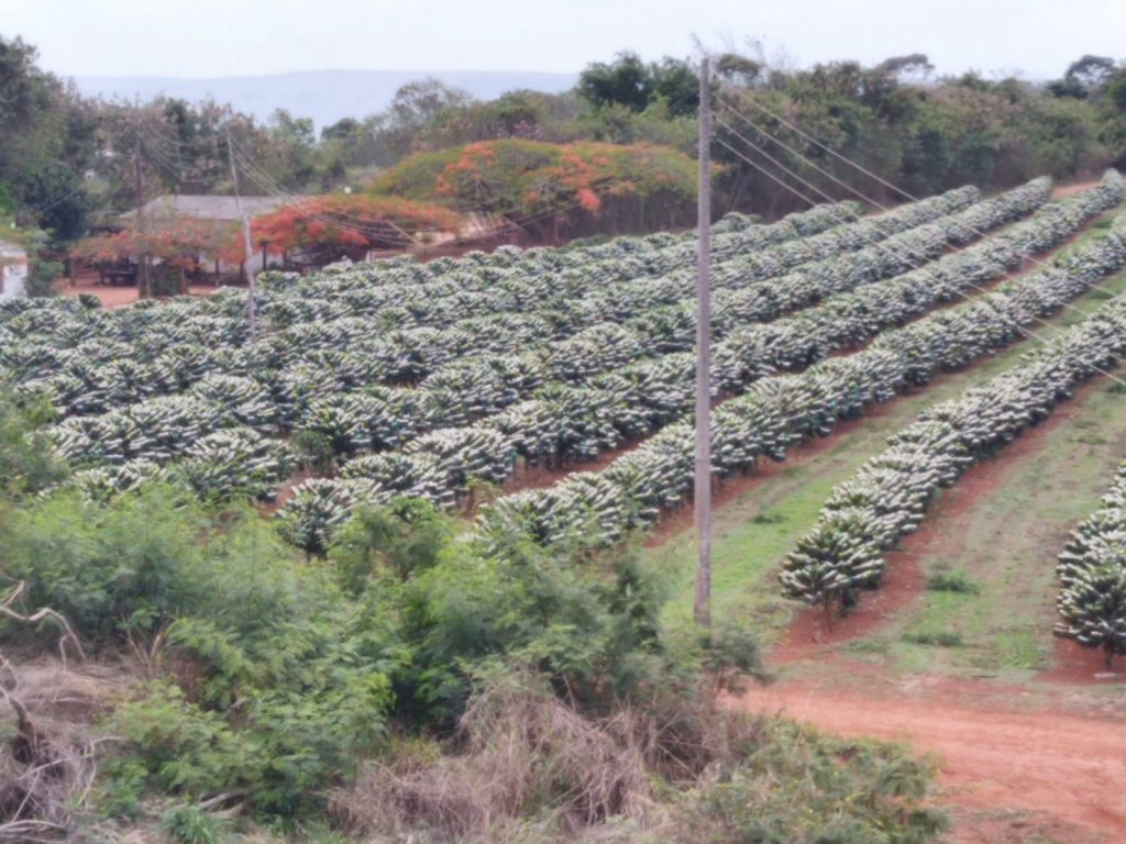 Nakamura Farm - Anaerobic Process - Green Bean Roasters - Melbourne